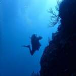 Fun Dives NIght Dives - Poseidon Dive Center Colombia